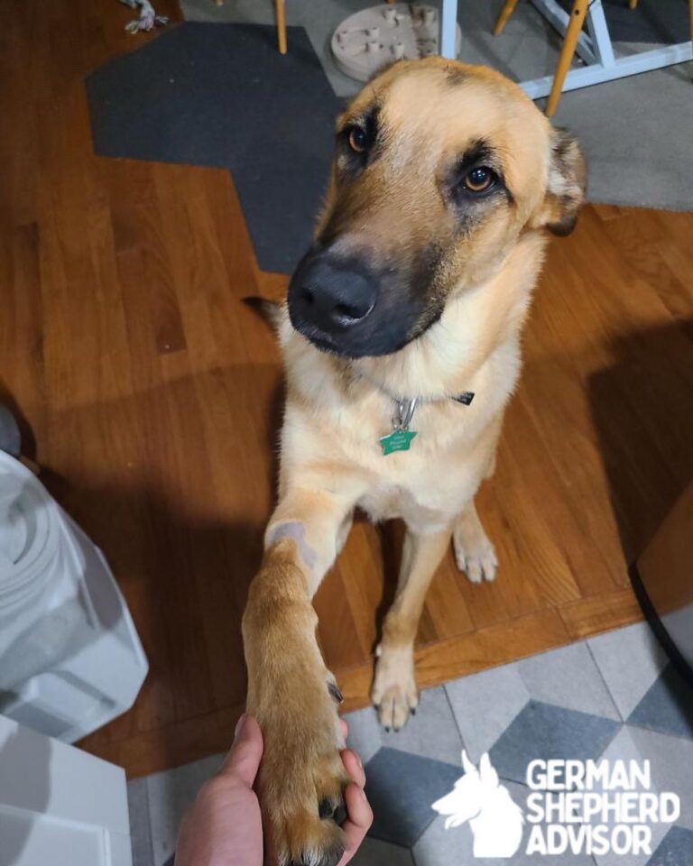 German Shepherd Greyhound Mix: The Shephound dogs!