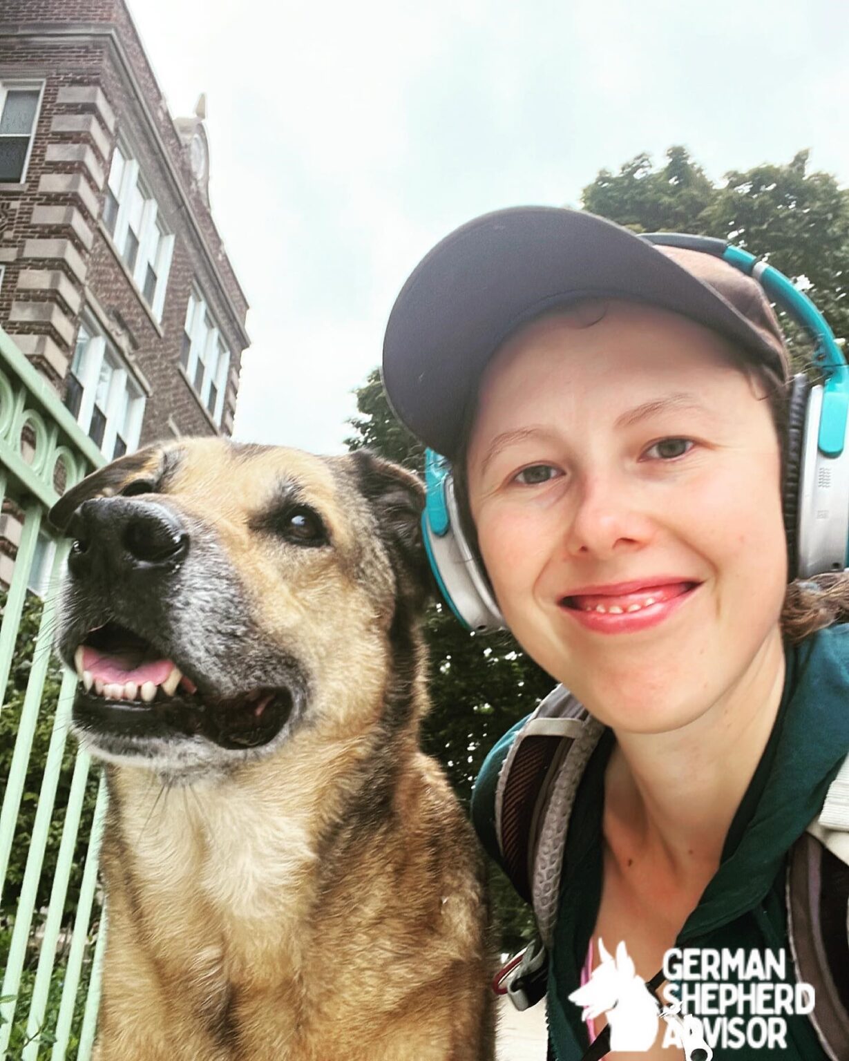 German Shepherd Greyhound Mix: The Shephound dogs!