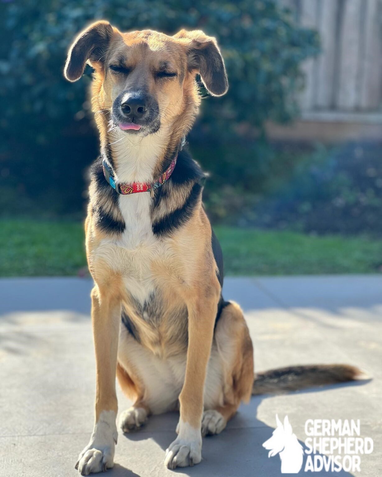 German Shepherd Greyhound Mix: The Shephound dogs!