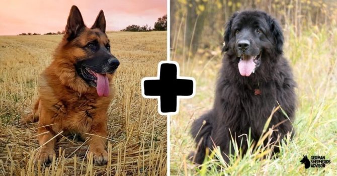 German Shepherd Newfoundland Mix: A Relatively Modern Mix
