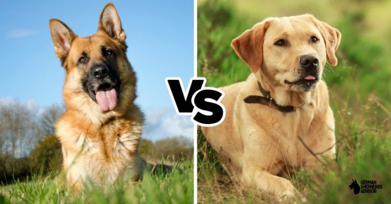 German Shepherd Vs Labrador: Who Will Win? | GSD Comparison