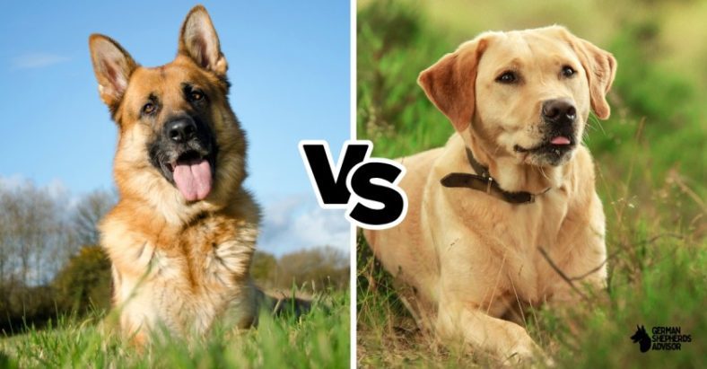 German Shepherd Vs Labrador: Who Will Win? | GSD Comparison