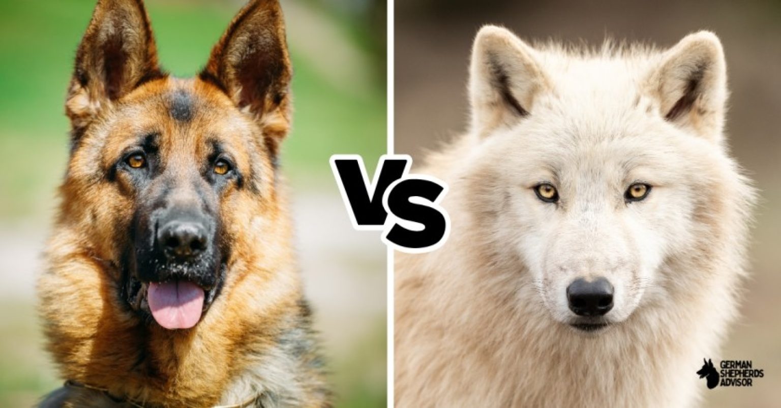 German Shepherd vs Wolf: Which Is More Powerful! | GSD Comparison