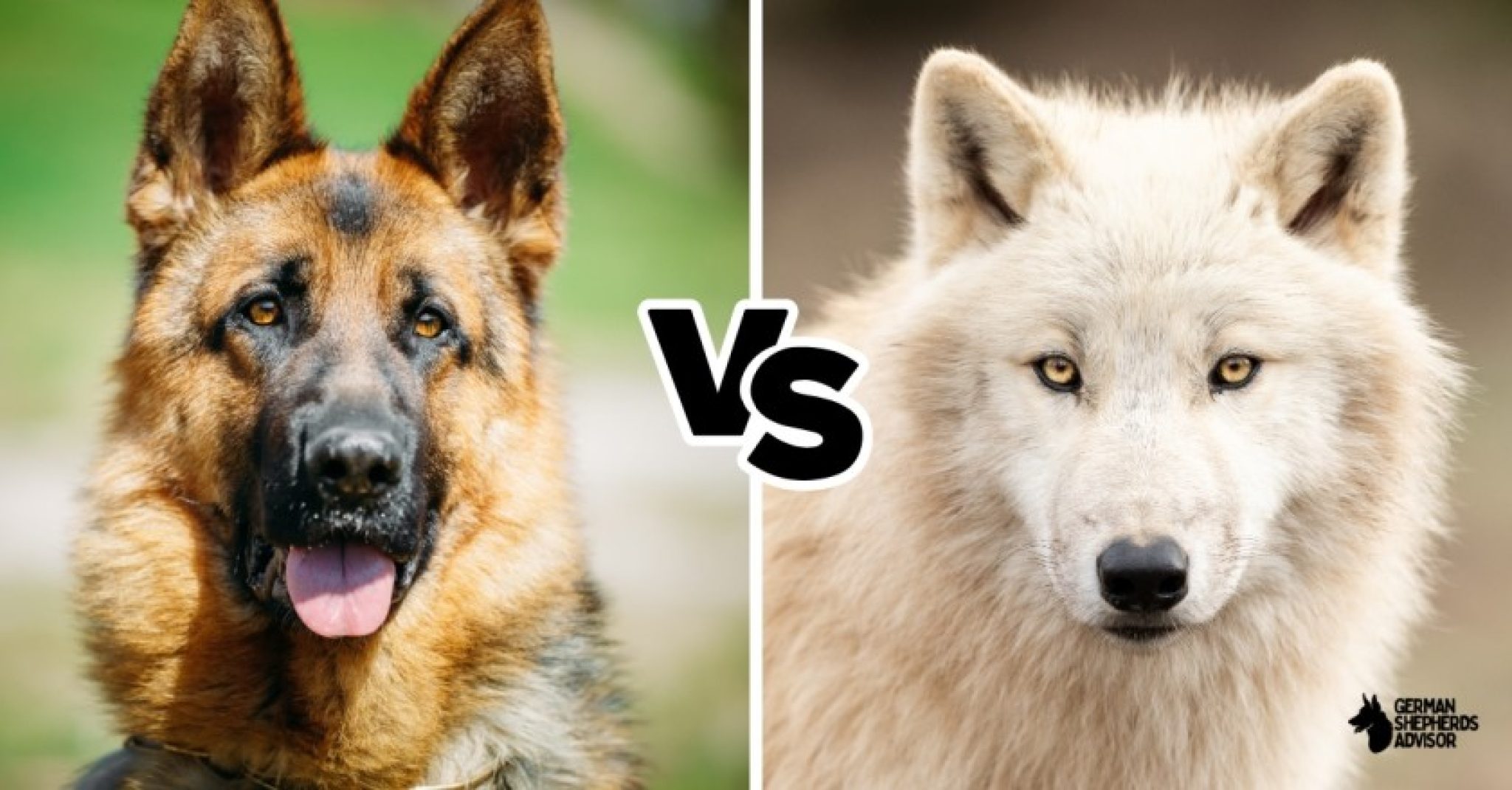 German Shepherd vs Wolf: Which Is More Powerful! | GSD Comparison