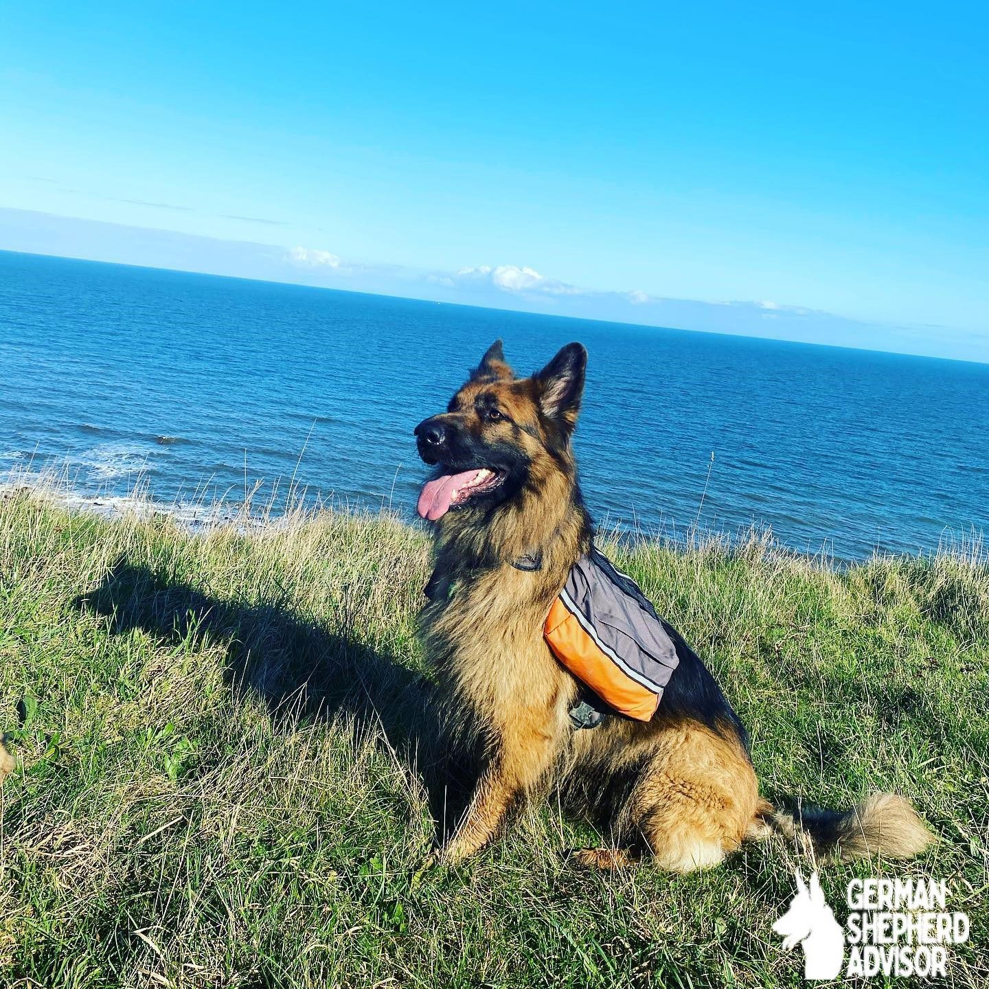 German Shepherd Newfoundland Mix: A Relatively Modern Mix