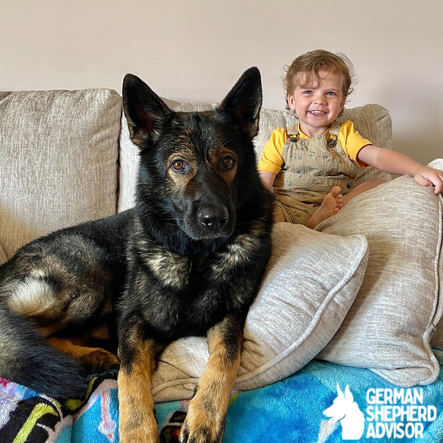 German Shepherd Newfoundland Mix: A Relatively Modern Mix