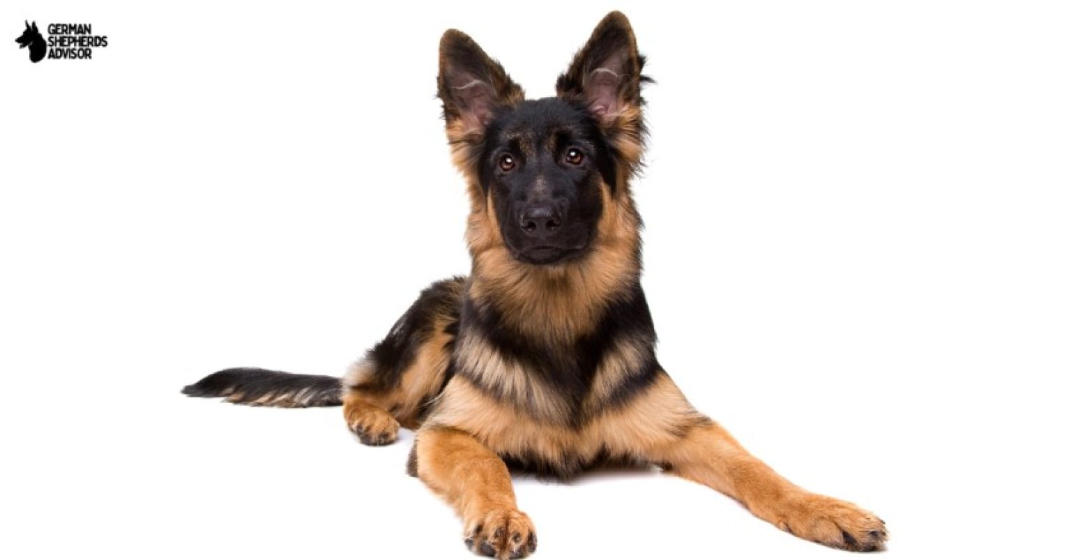 German Shepherd Scary: Is It A Mith Or Truth? | GSD Behavior