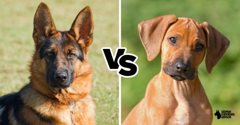 Rhodesian Ridgeback vs German Shepherd: Breed Comparison