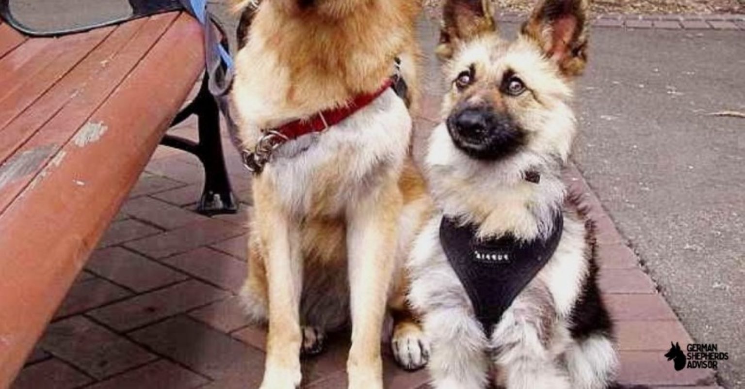 Dwarf German Shepherd-Cuteness Personified! | GSD Breed