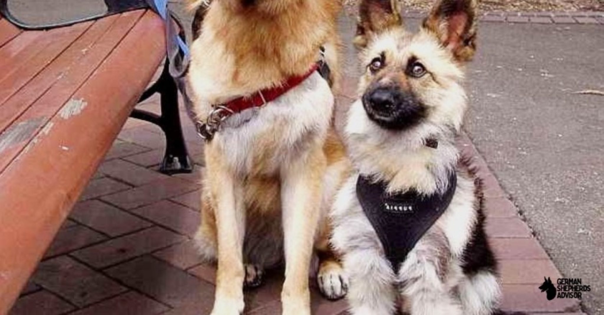 Dwarf German Shepherd-Cuteness Personified! | GSD Breed